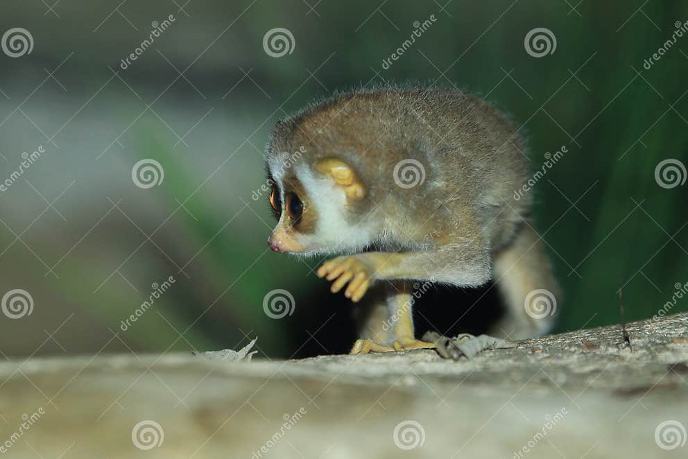 Slender loris stock image. Image of ground, juvenile - 120901001