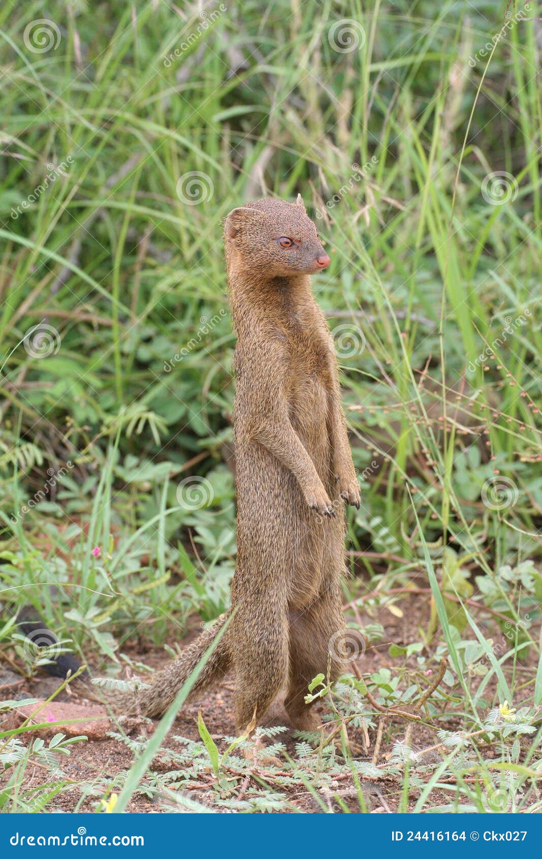 Slender Mongoose - Galerella Sanguinea Also Known As The Black-tipped ...