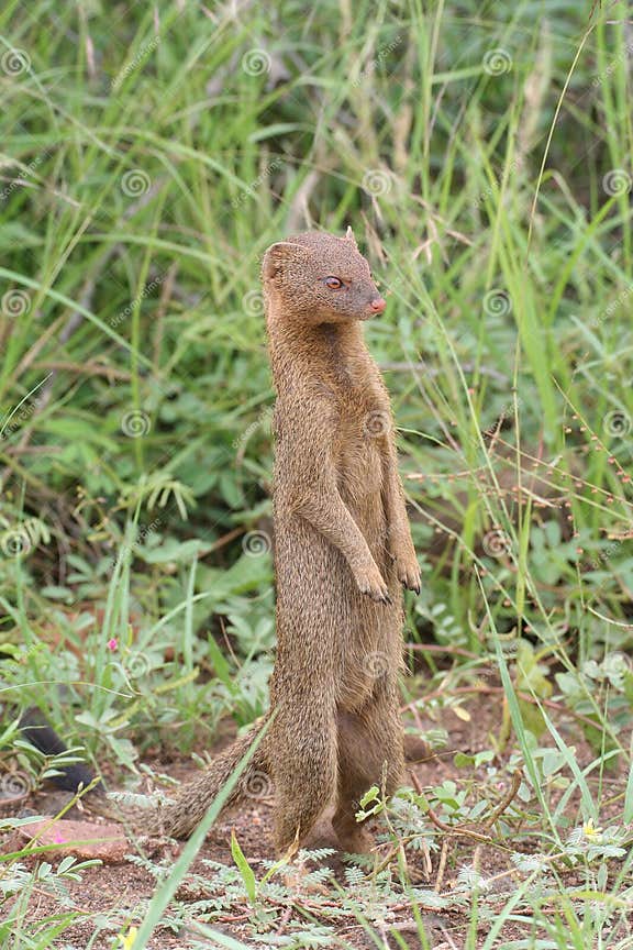 Slender mongoose stock photo. Image of animal, wildlife - 24416164