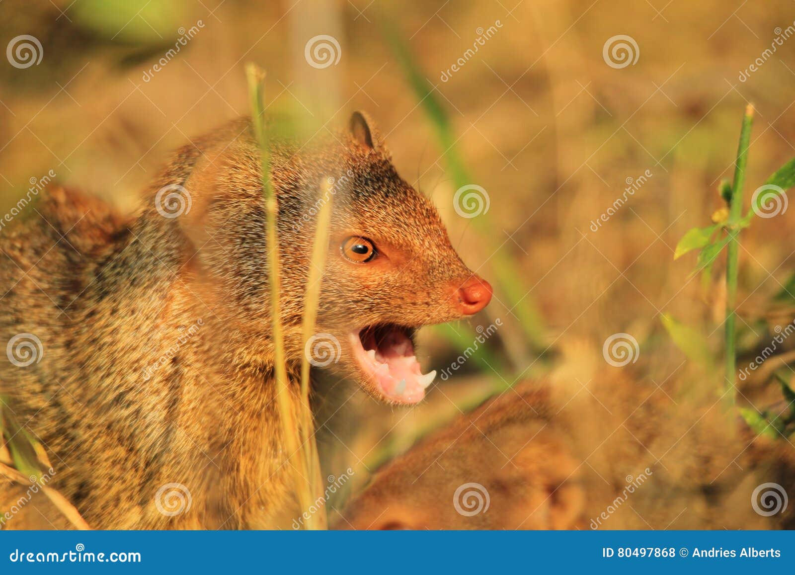Mongoose Teeth