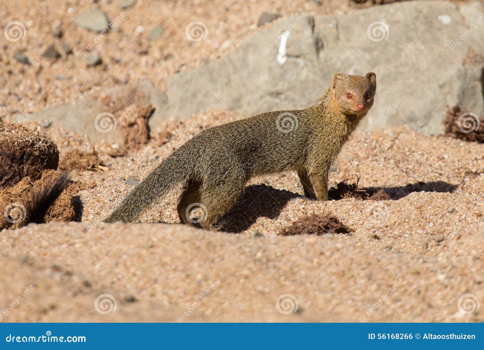 Slender Mongoose Forage and Look for Food at Rocks Stock Photo - Image ...