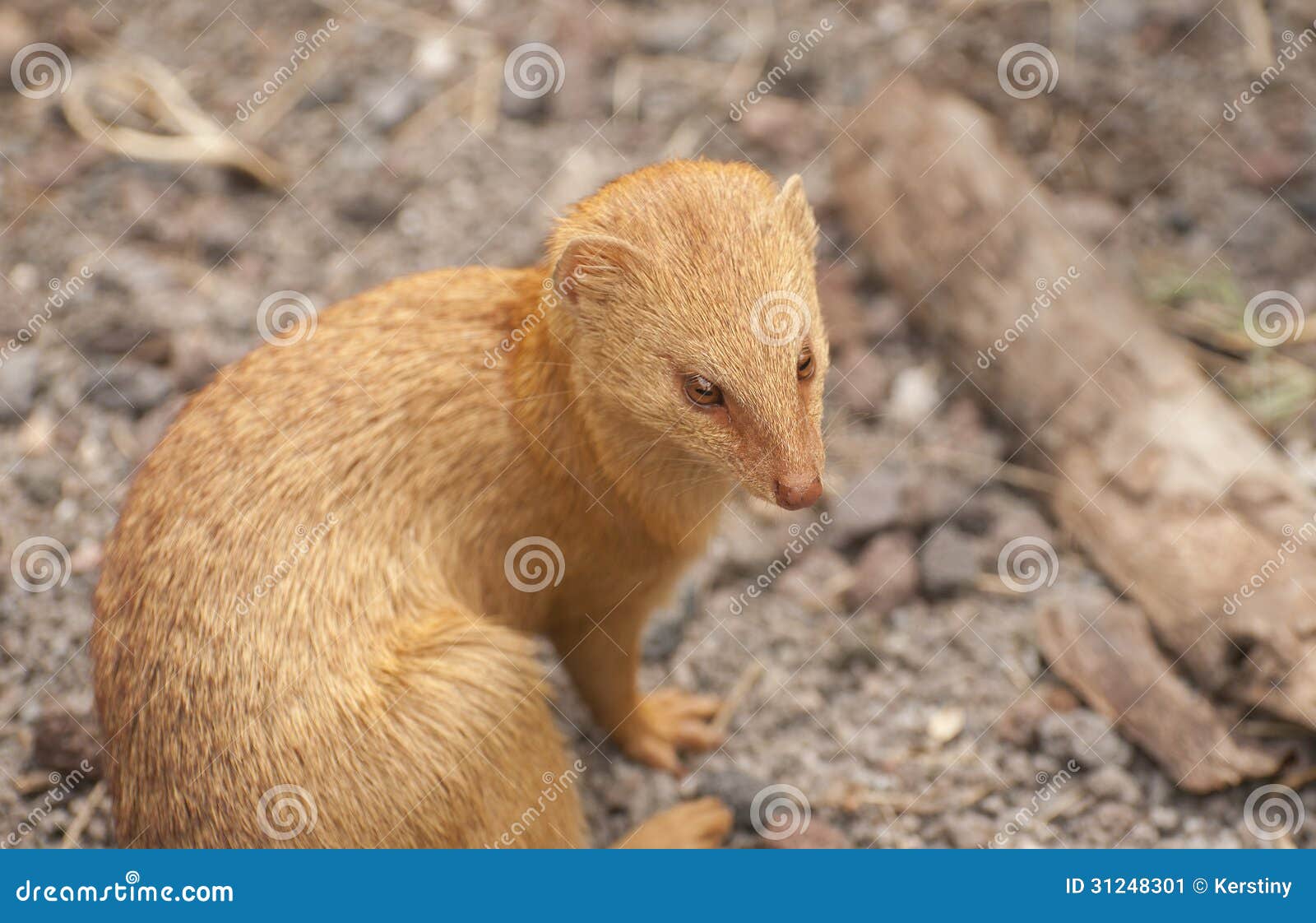 Slender mongoose stock image. Image of outside, zoology - 31248301