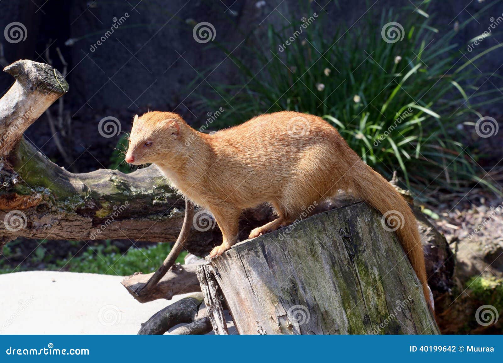 Slender mongoose stock photo. Image of bright, animal - 40199642