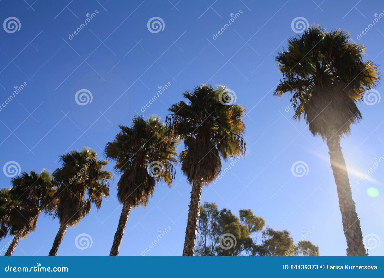 Slender palm stock image. Image of outdoors, spain, clear - 84439373