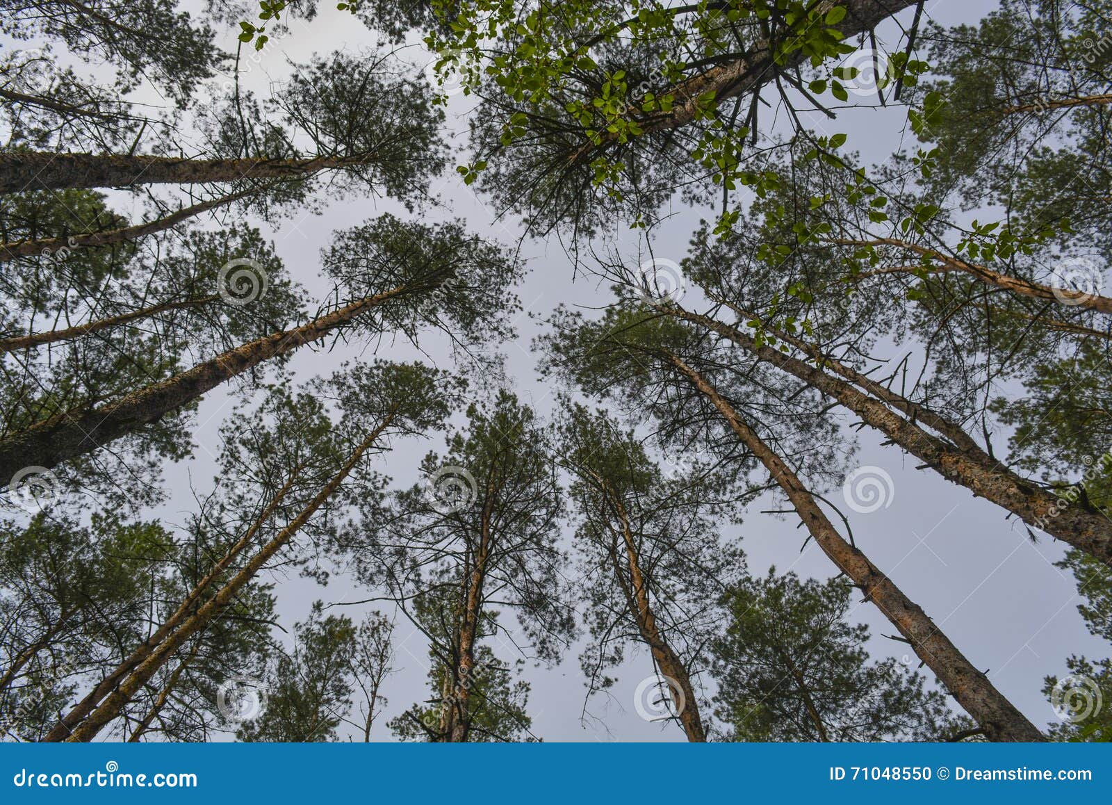 Slender pines stock photo. Image of pines, straight, forest - 71048550