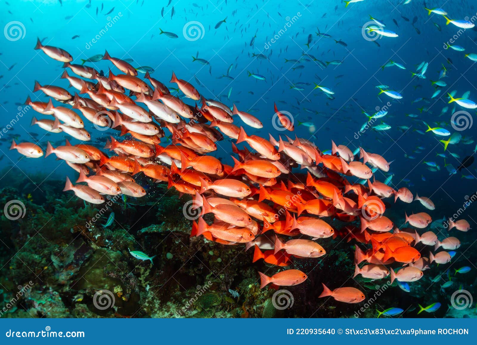Slender pinjalo fish stock photo. Image of sorong, papua - 220935640