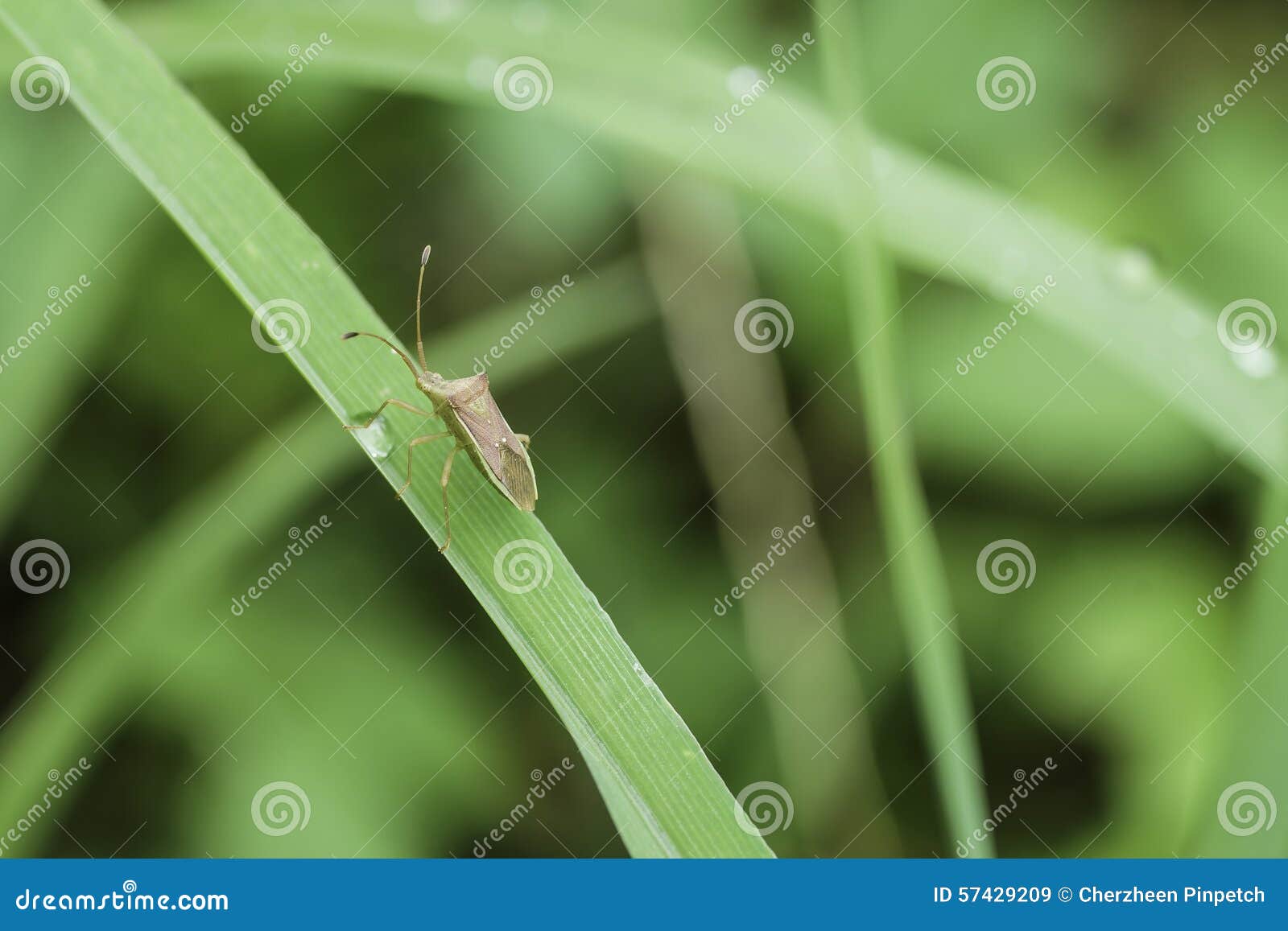 Slender rice bugs stock image. Image of trigonus, hemiptera - 57429209