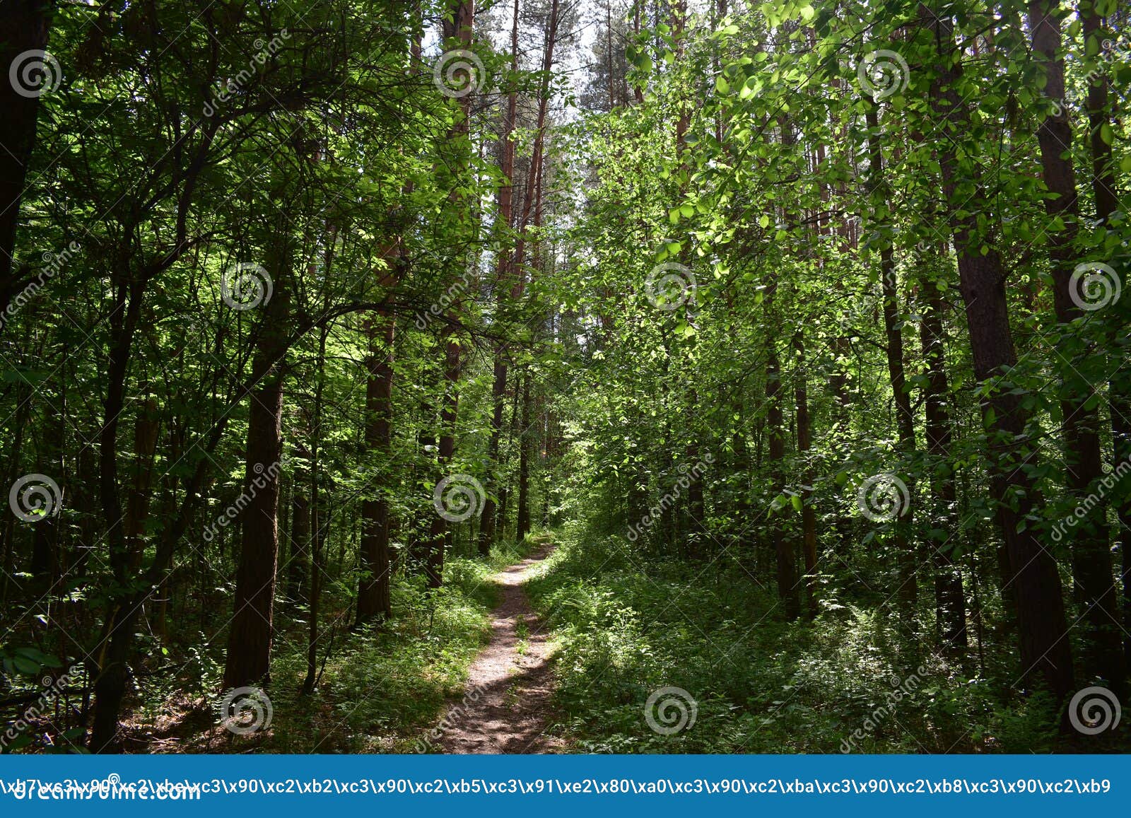 Slender Rows of Trees in an Alley in a Pine Forest. Green Grass Stock ...