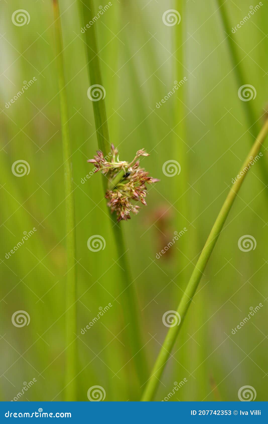 Slender rush stock image. Image of close, wiregrass - 207742353