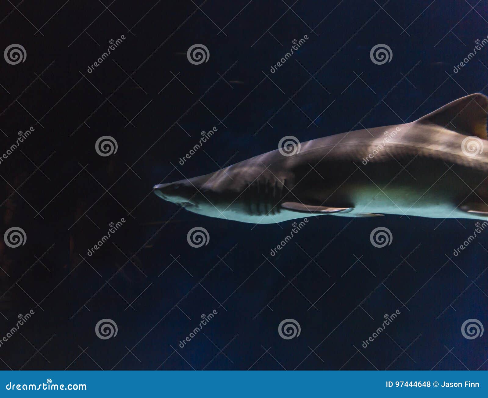Slender Shark Closeup in an Aquarium Stock Photo - Image of blue ...