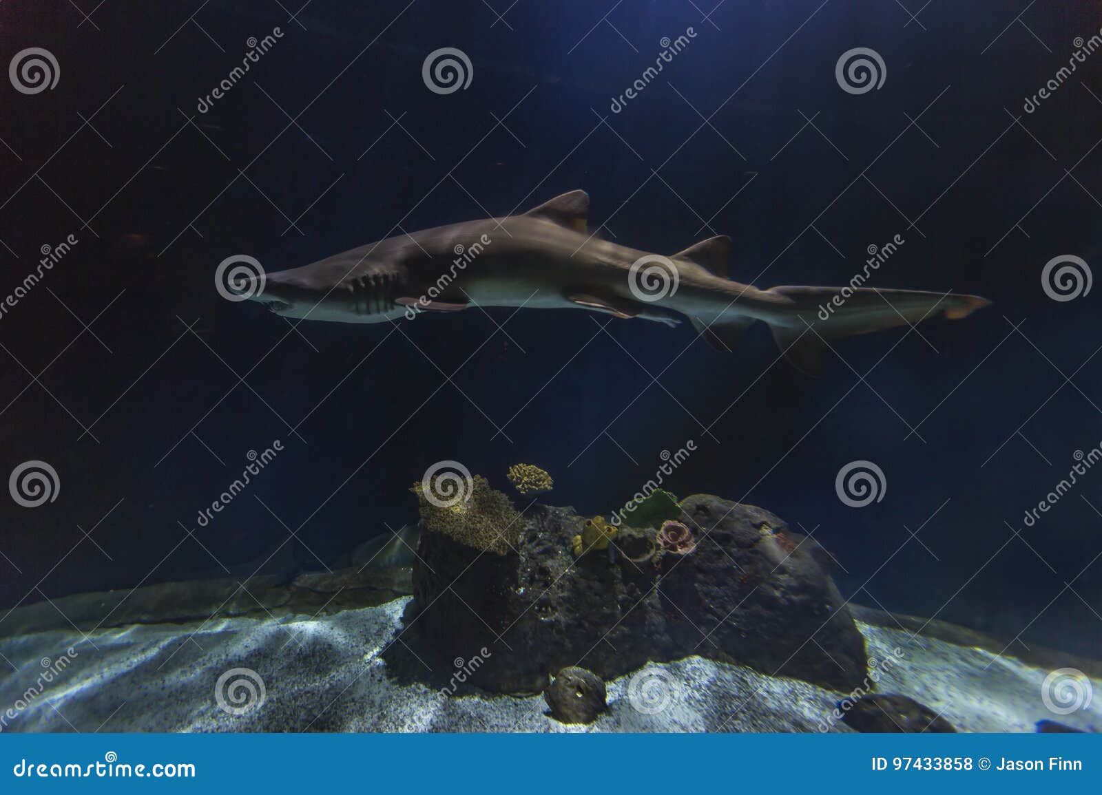 Slender Shark Creeping in the Shadows of an Aquarium Stock Photo ...