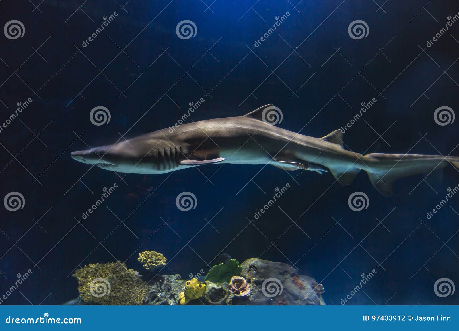 Slender Shark with Ominous Lighting Stock Photo - Image of animals ...