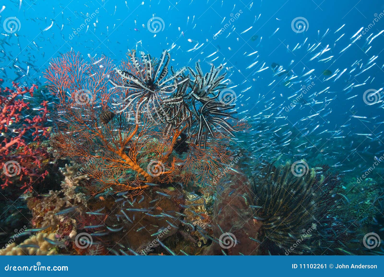 Slender silverside fish stock image. Image of marine - 11102261