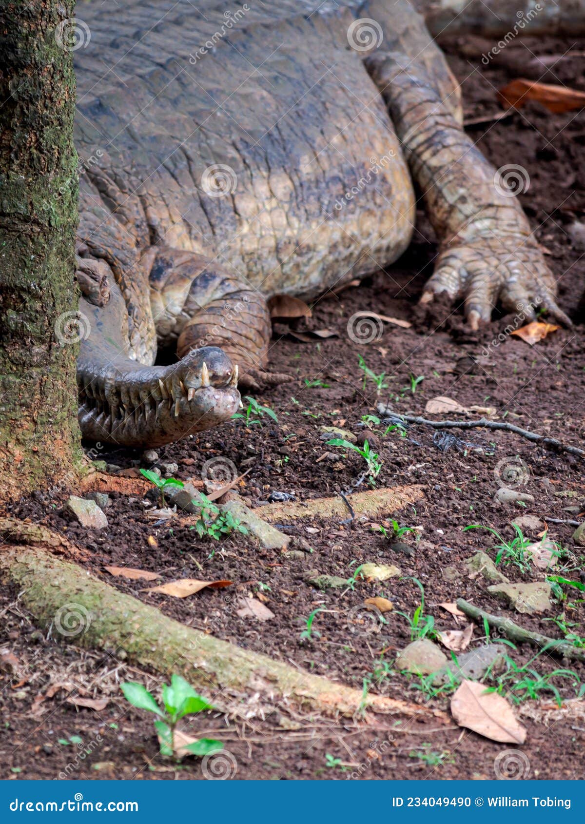 Slender-snouted Crocodile Rest and Hide Behind the Tree Stock Photo ...