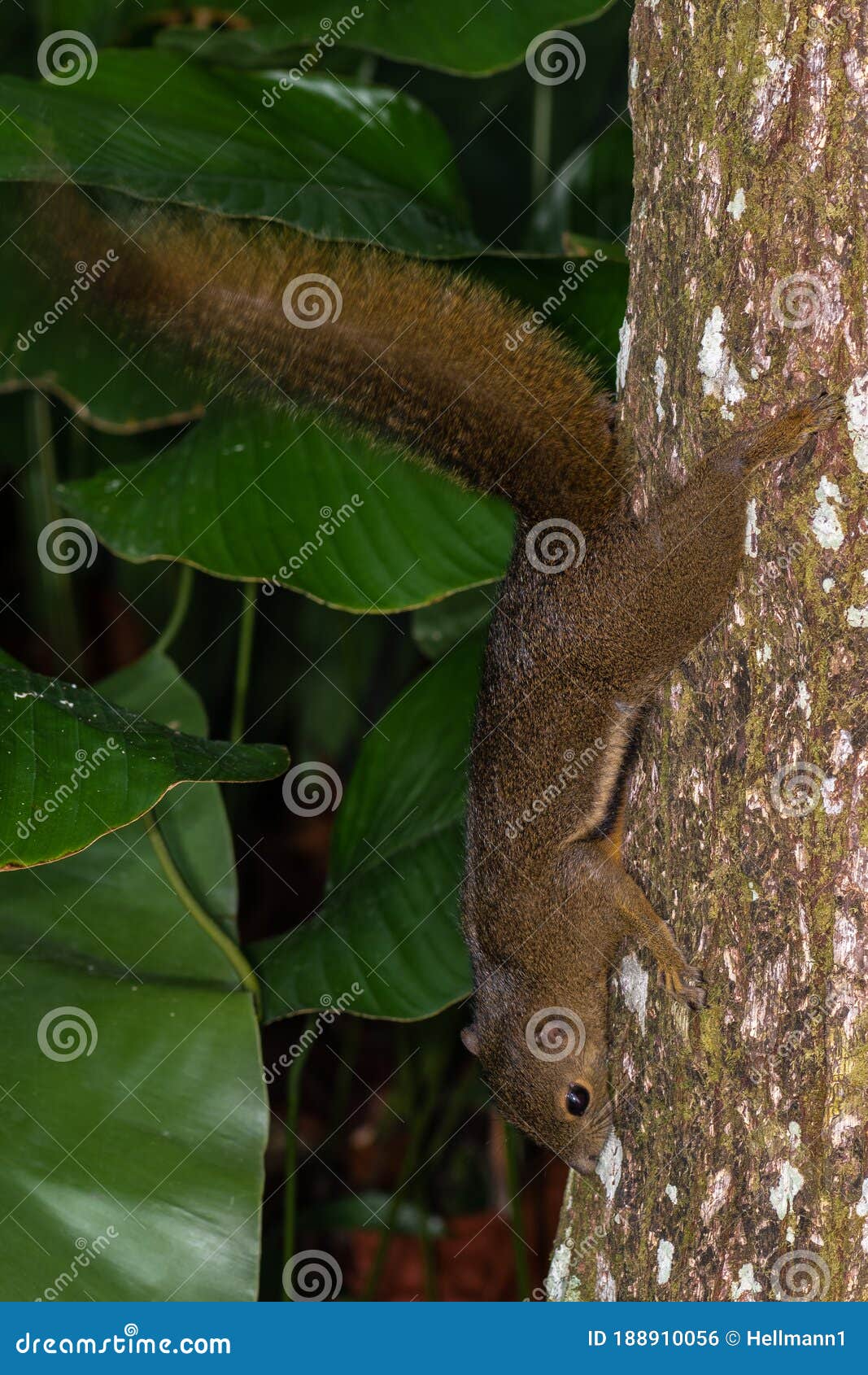 Slender Squirrel stock photo. Image of squirrel, tree - 188910056