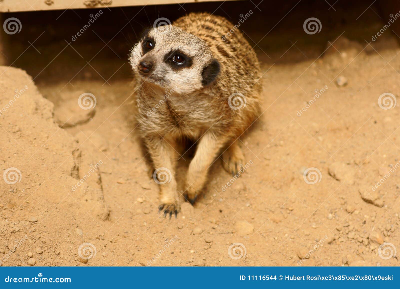 Slender-tailed Meercat stock photo. Image of protect - 11116544