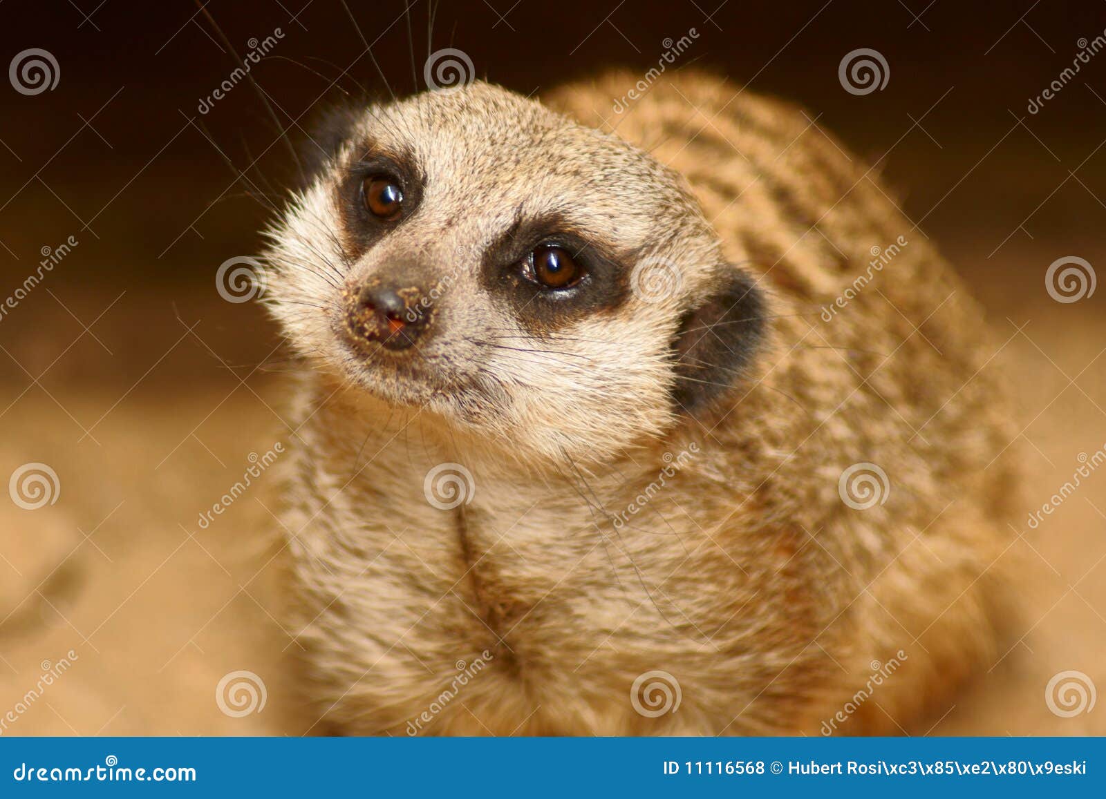 Slender-tailed Meercat stock photo. Image of sentry, puppy - 11116568