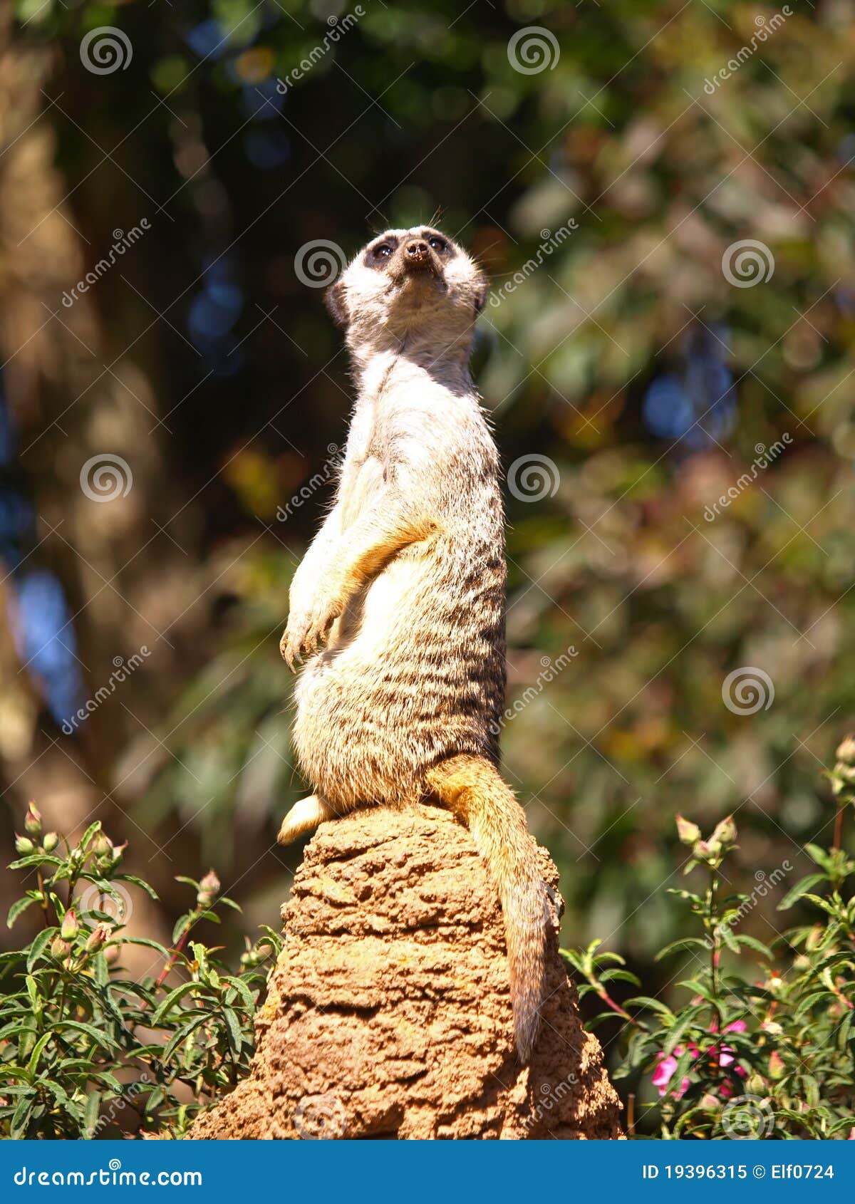 Slender-tailed Meerkat stock image. Image of green, meerkat - 19396315