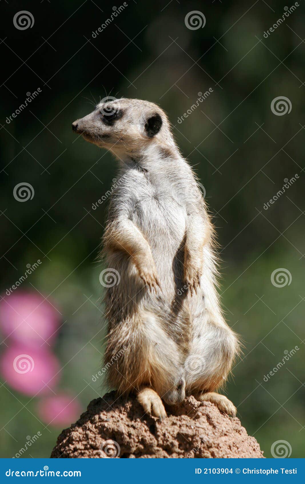 Slender-tailed meerkat stock photo. Image of ecology, careful - 2103904