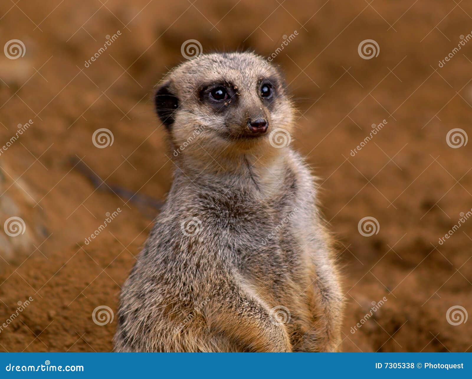 Slender-tailed meerkat stock photo. Image of staring, wildlife - 7305338