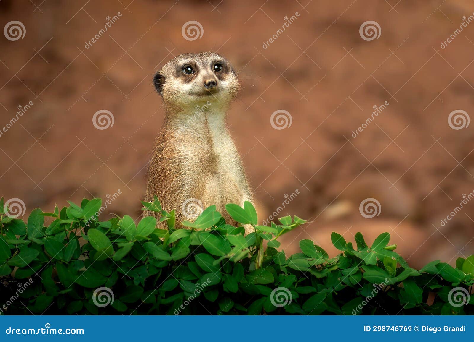 Slender Tailed Meerkat stock image. Image of conservation - 298746769