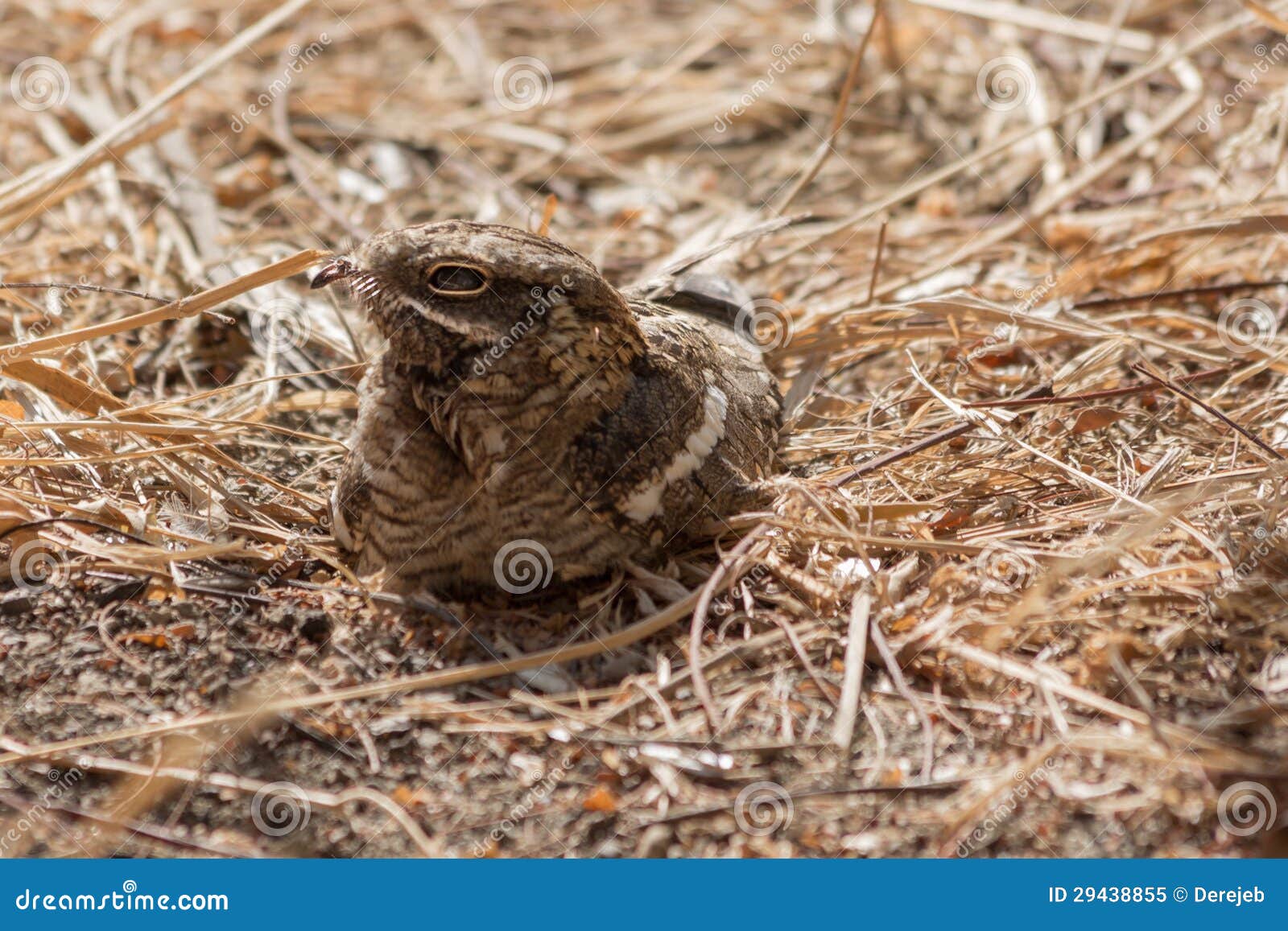 Slender-tailed Nightjar stock image. Image of clarus - 29438855
