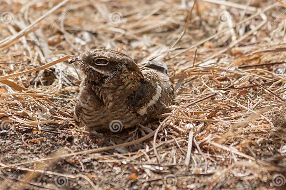 Slender-tailed Nightjar stock image. Image of clarus - 29438855