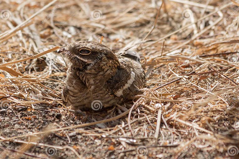Slender-tailed Nightjar stock image. Image of clarus - 29438855