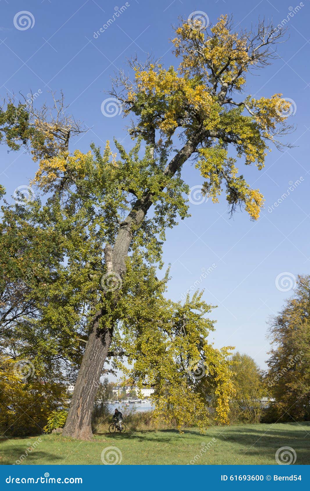 Slender tree stock photo. Image of landscape, branches - 61693600