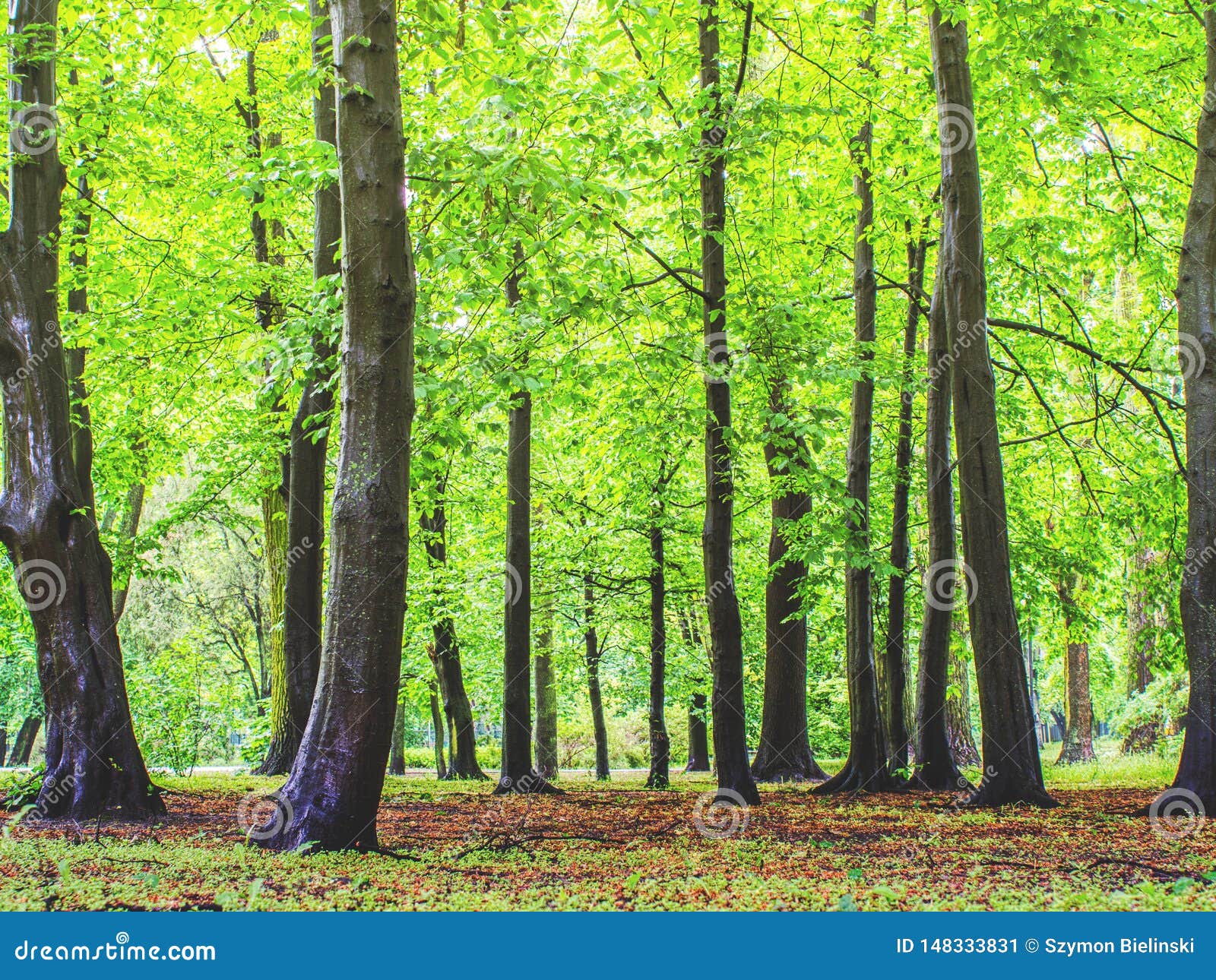 Slender Trees in the Park Illuminated by the Sun Stock Image - Image of ...