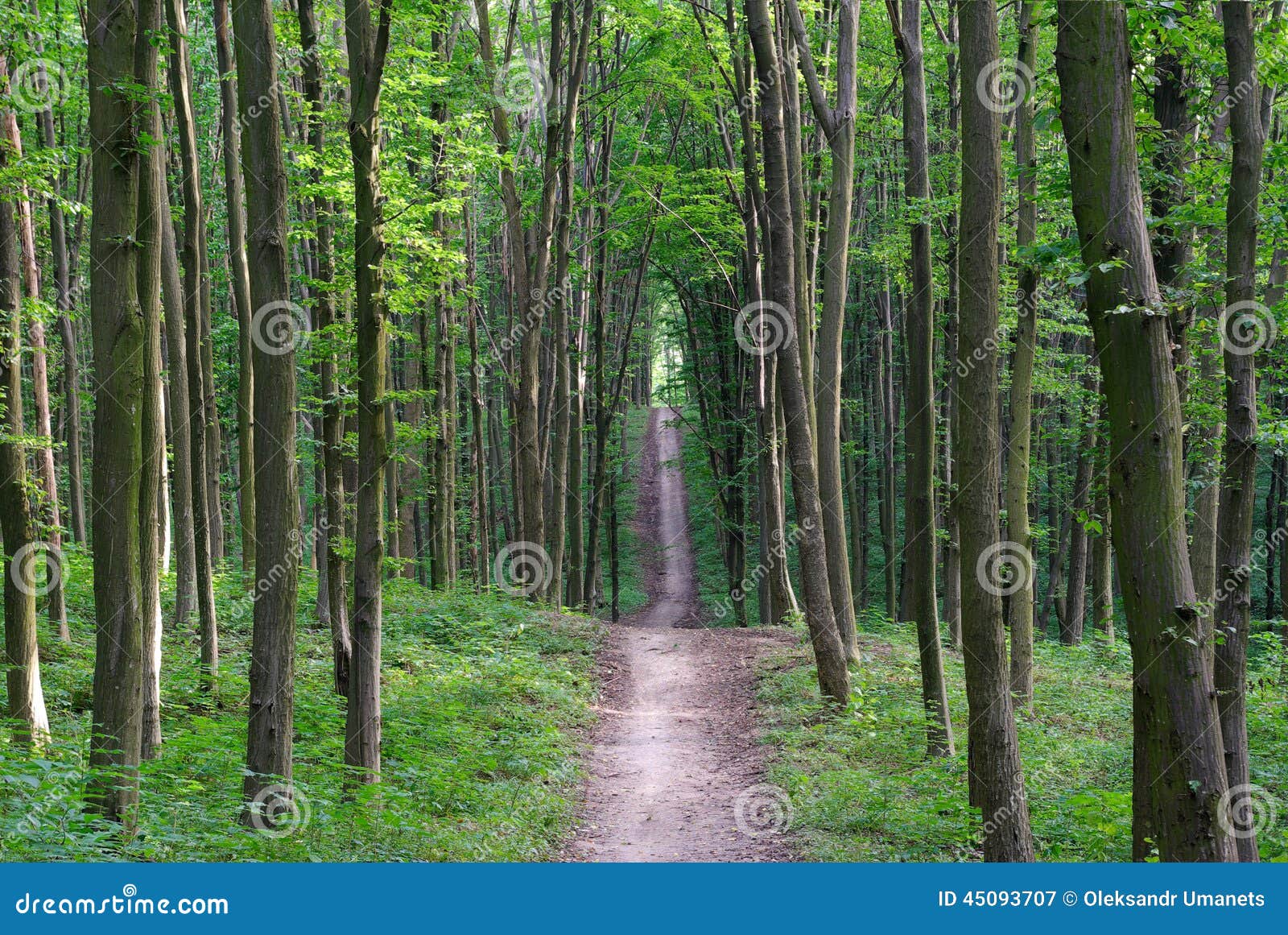 Slender Trees in Young Forest Green in Summer. Stock Image - Image of ...