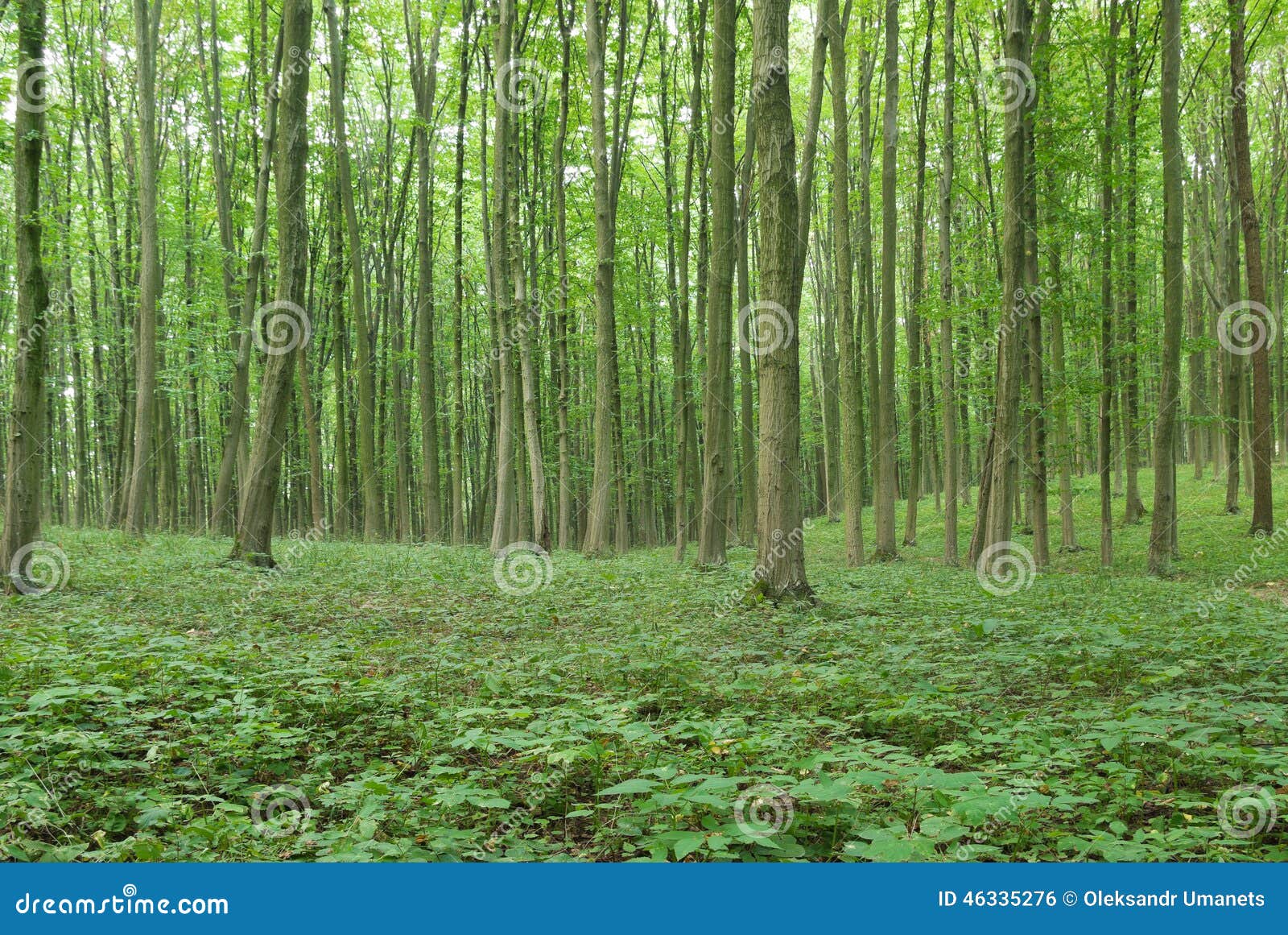 Slender Trees in Young Forest Green in Summer Stock Photo - Image of ...