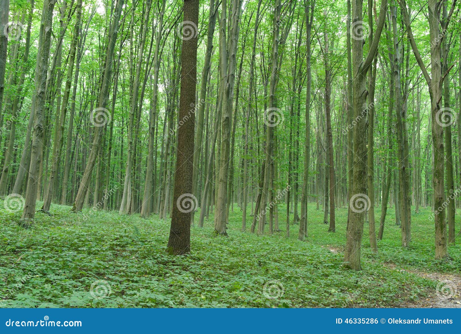 Slender Trees in Young Forest Green in Summer Stock Photo - Image of ...