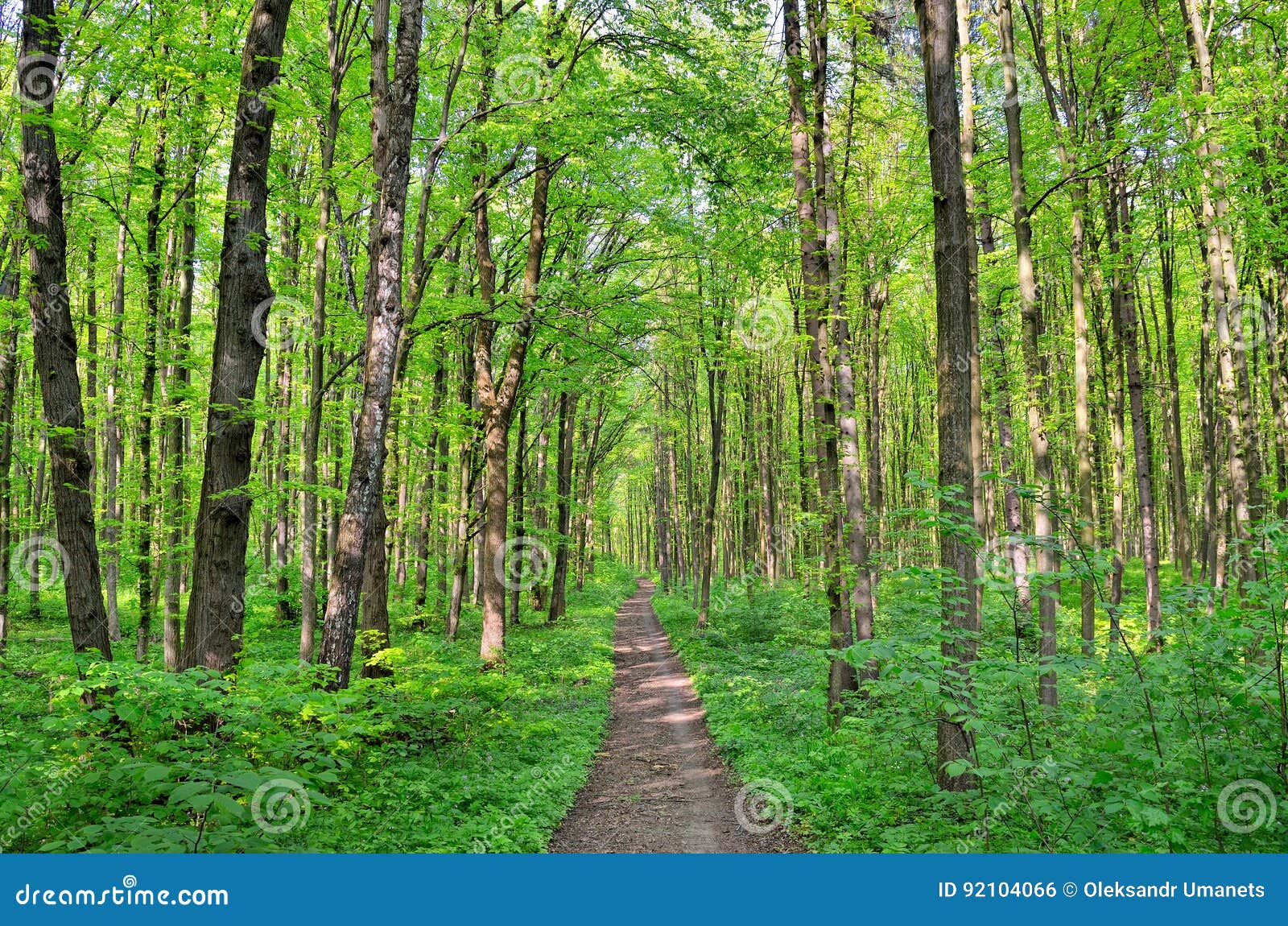 Slender Trees in Young Forest Green in Summer Stock Photo - Image of ...