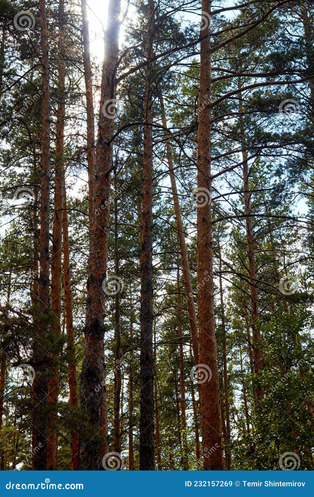 Slender Trunks of Pine Trees in the Forest Stock Image - Image of park ...