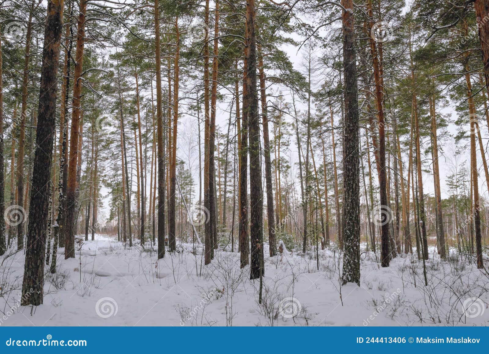 Slender Trunks of Pine Trees in the Winter Forest Stock Photo - Image ...