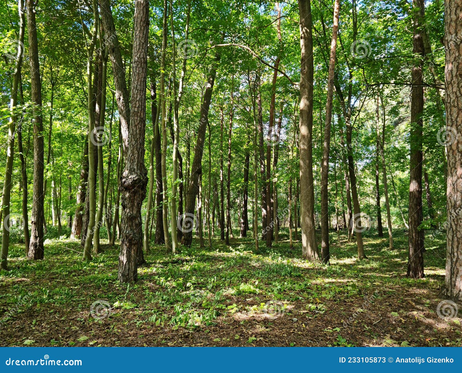 Slender Trunks of Young Trees in a Small Forest on the Coast of the Sea ...