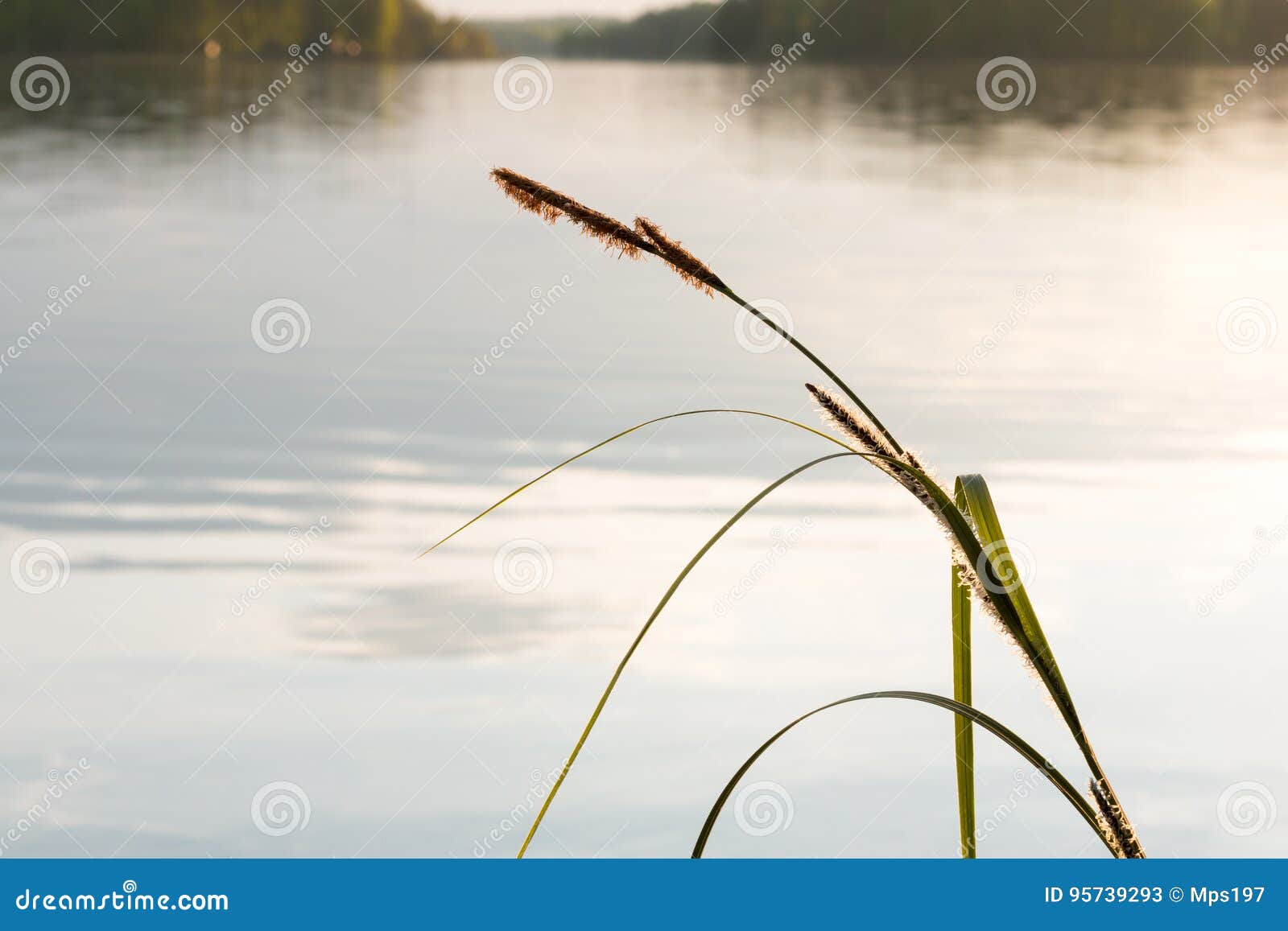 Slender Tufted-sedge Cares Acuta Stock Image - Image of carex, water ...