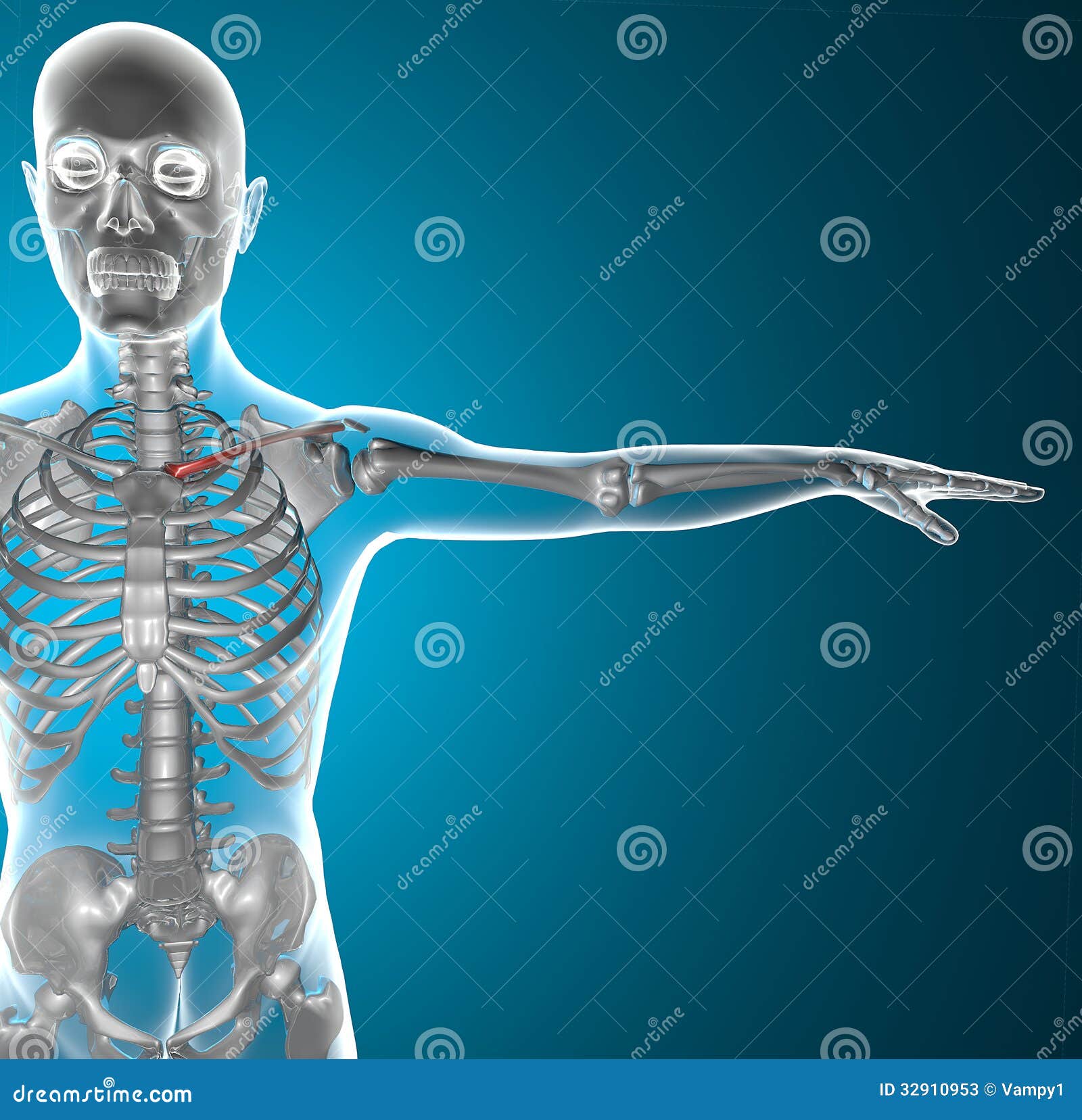 Sleutelbeen x-ray skelet stock illustratie. Illustration of medisch ...