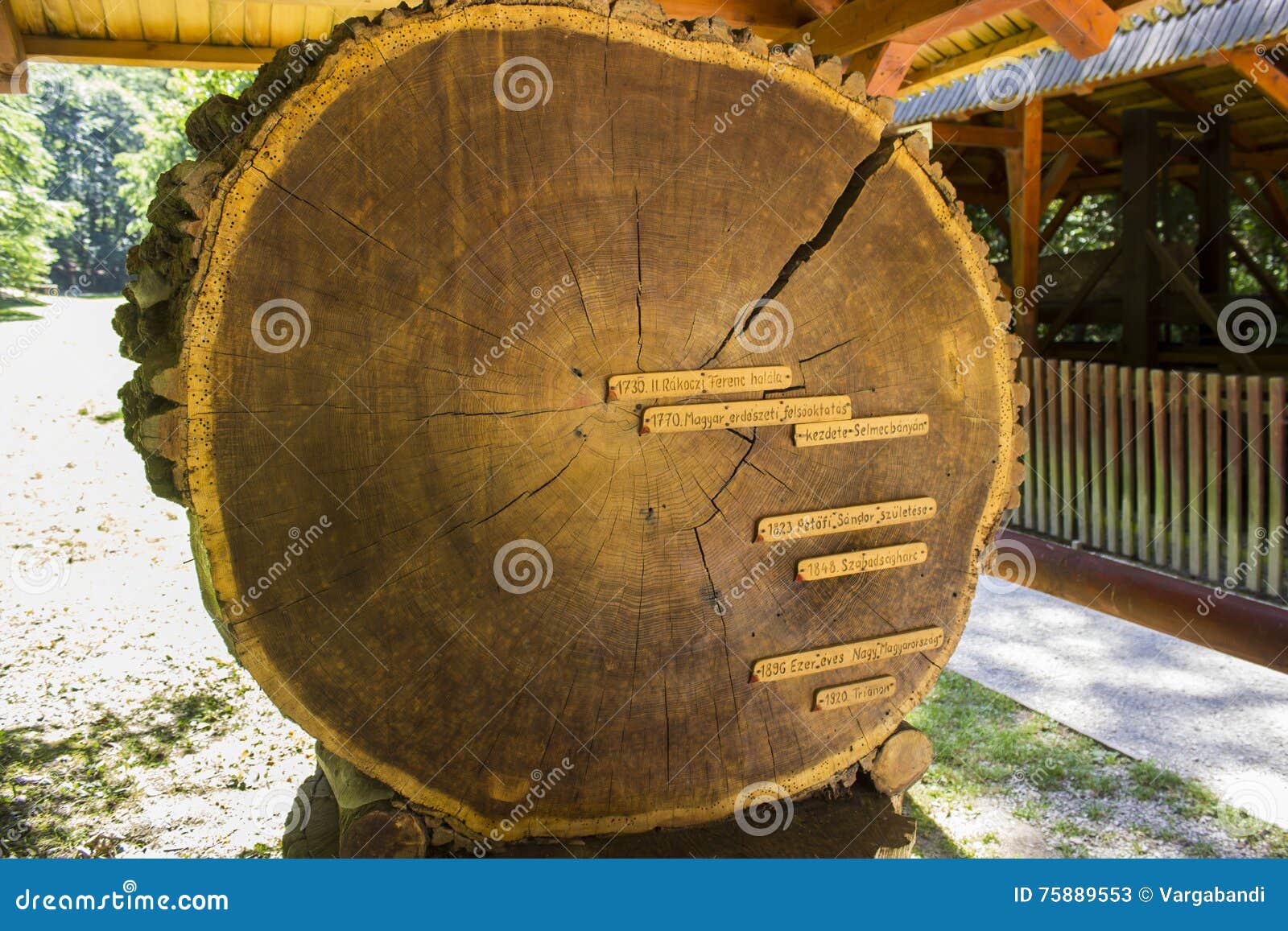 Slice of a Big and Old Tree Stock Image - Image of natural, lumber ...