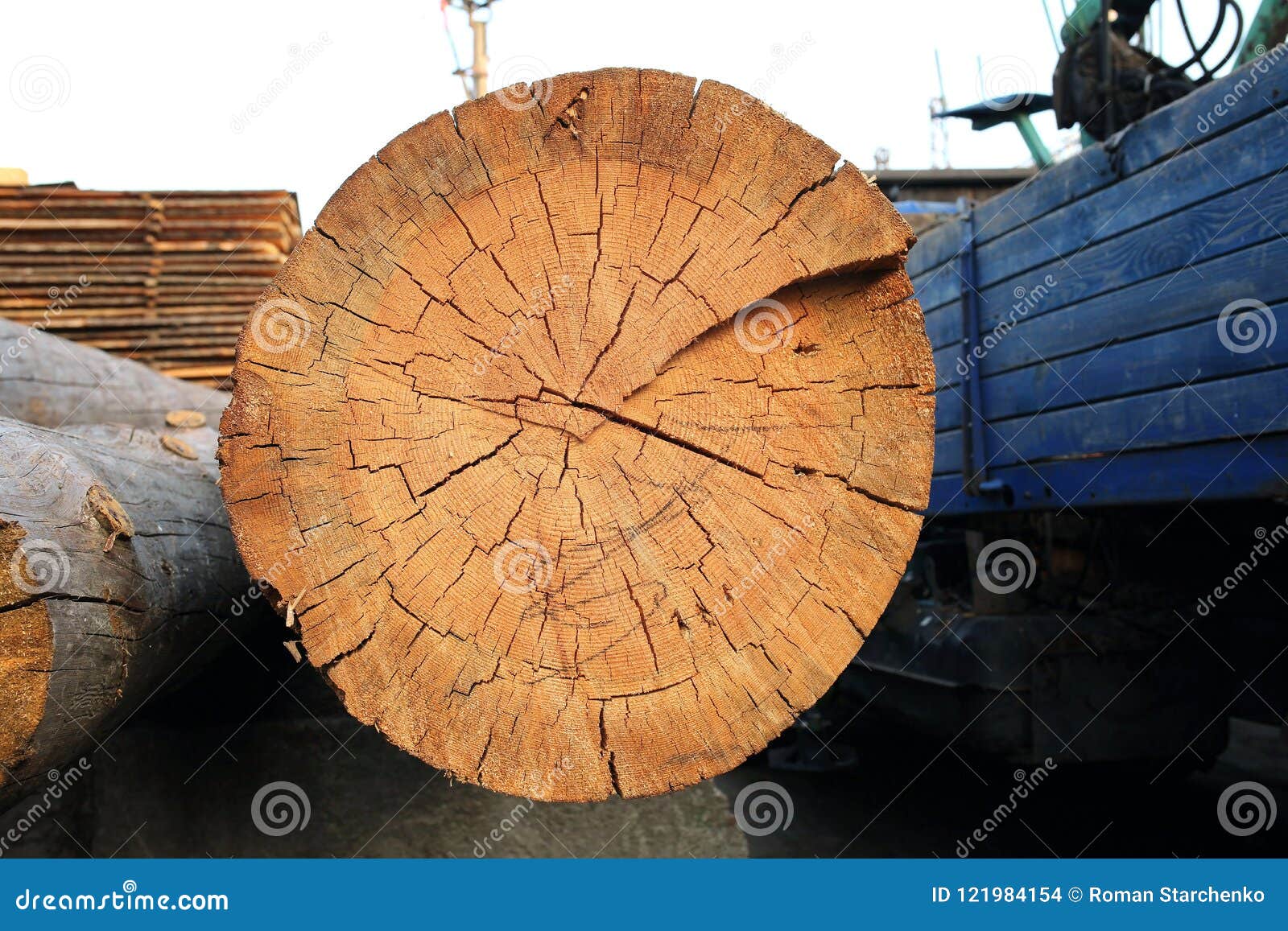 Slice of the wood log stock photo. Image of nature, round - 121984154