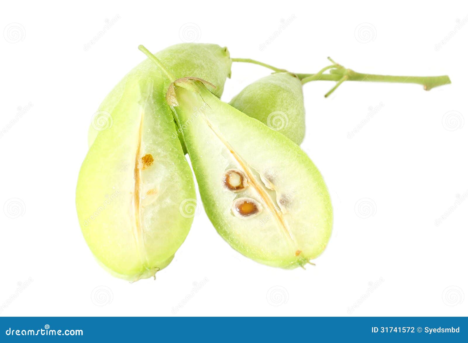 Bilimbi Fruits On Tree. Sour Fruit. Averrhoa Bilimbi. Belimbing Buluh ...