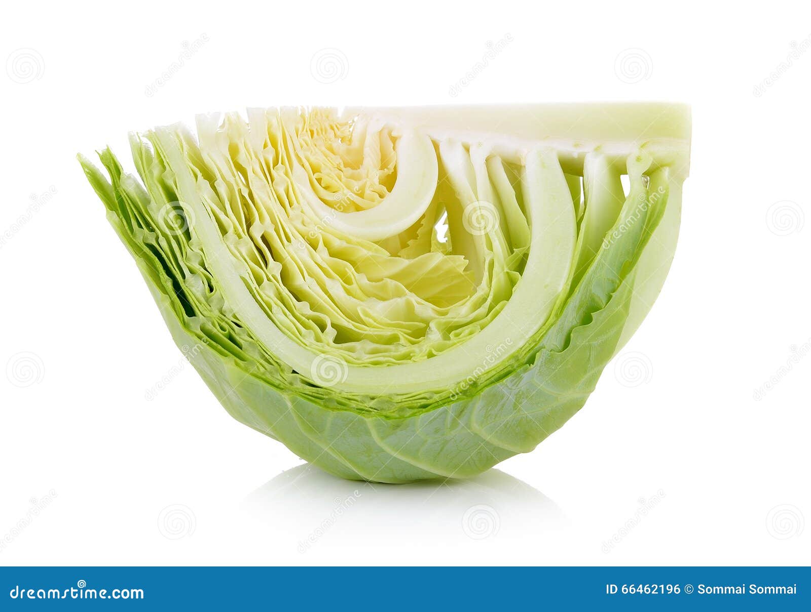 A Slice Of Red Cabbage - Brassica Oleracea Stock Image | CartoonDealer ...