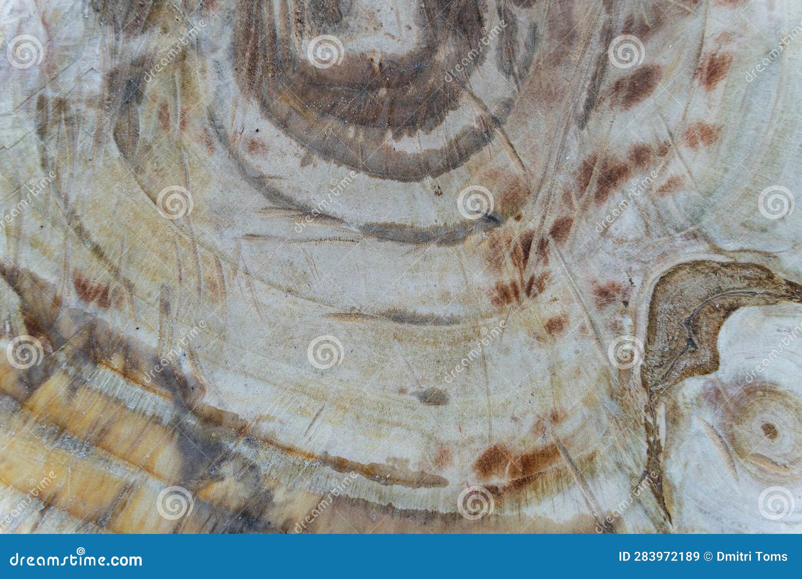 Slice of a Cherry Tree, Photo Texture, Close-up Stock Image - Image of ...