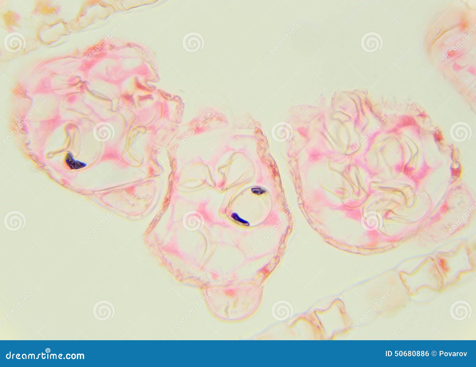 Slice Fern Leaf Under A Microscope, (Fern Leaf Sec.) Royalty-Free Stock ...