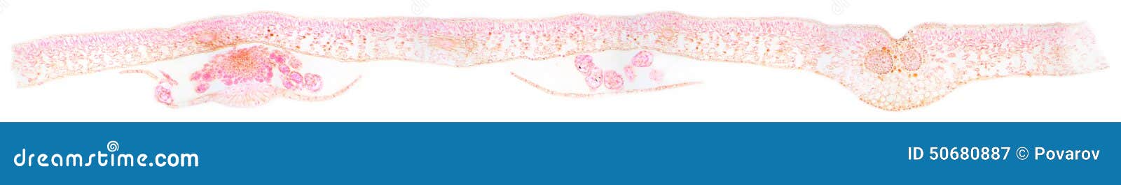 Slice Fern Leaf Under A Microscope, (Fern Leaf Sec.), Royalty-Free ...