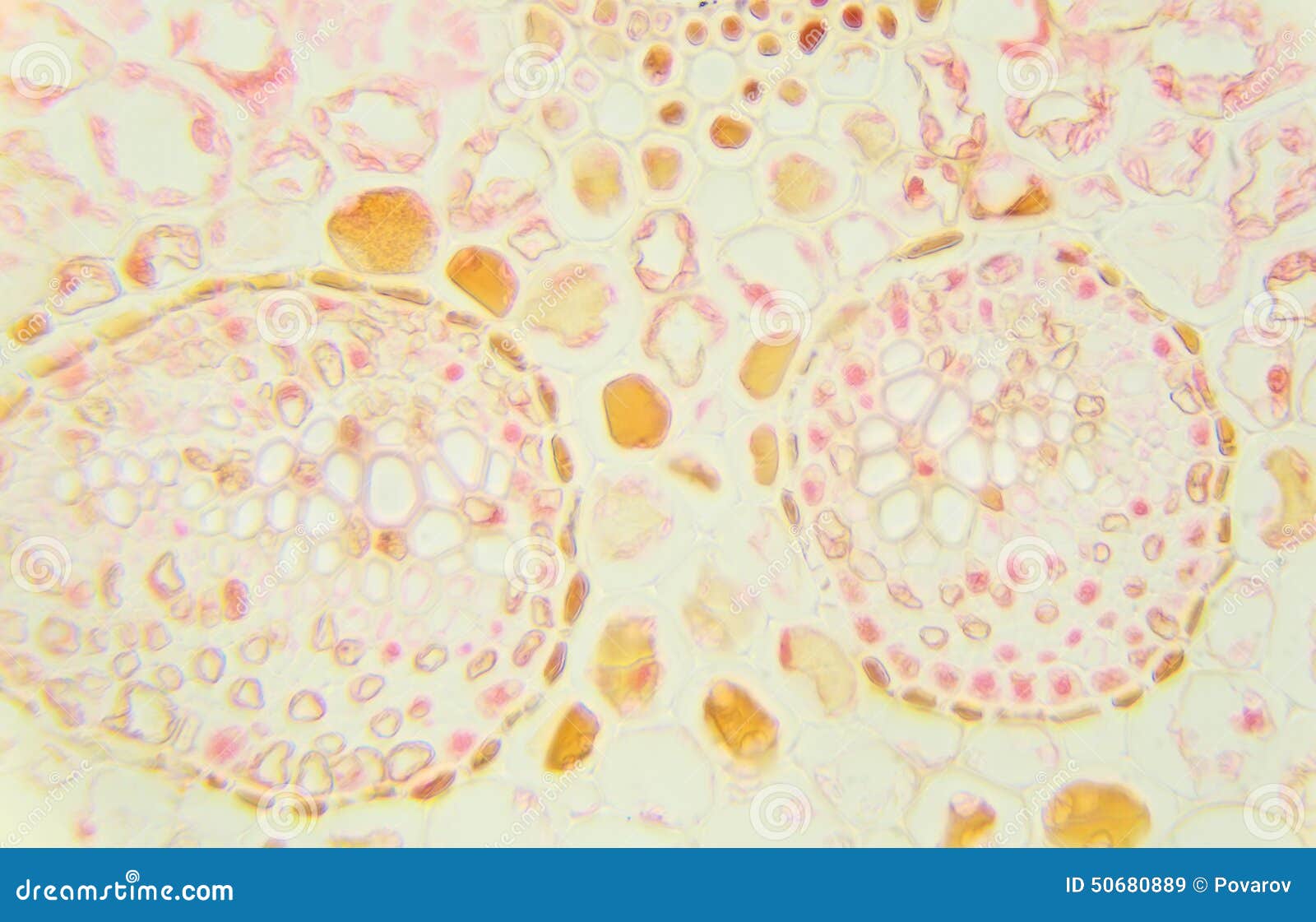 Slice Fern Leaf Under a Microscope, (Fern Leaf Sec.), Stock Image ...