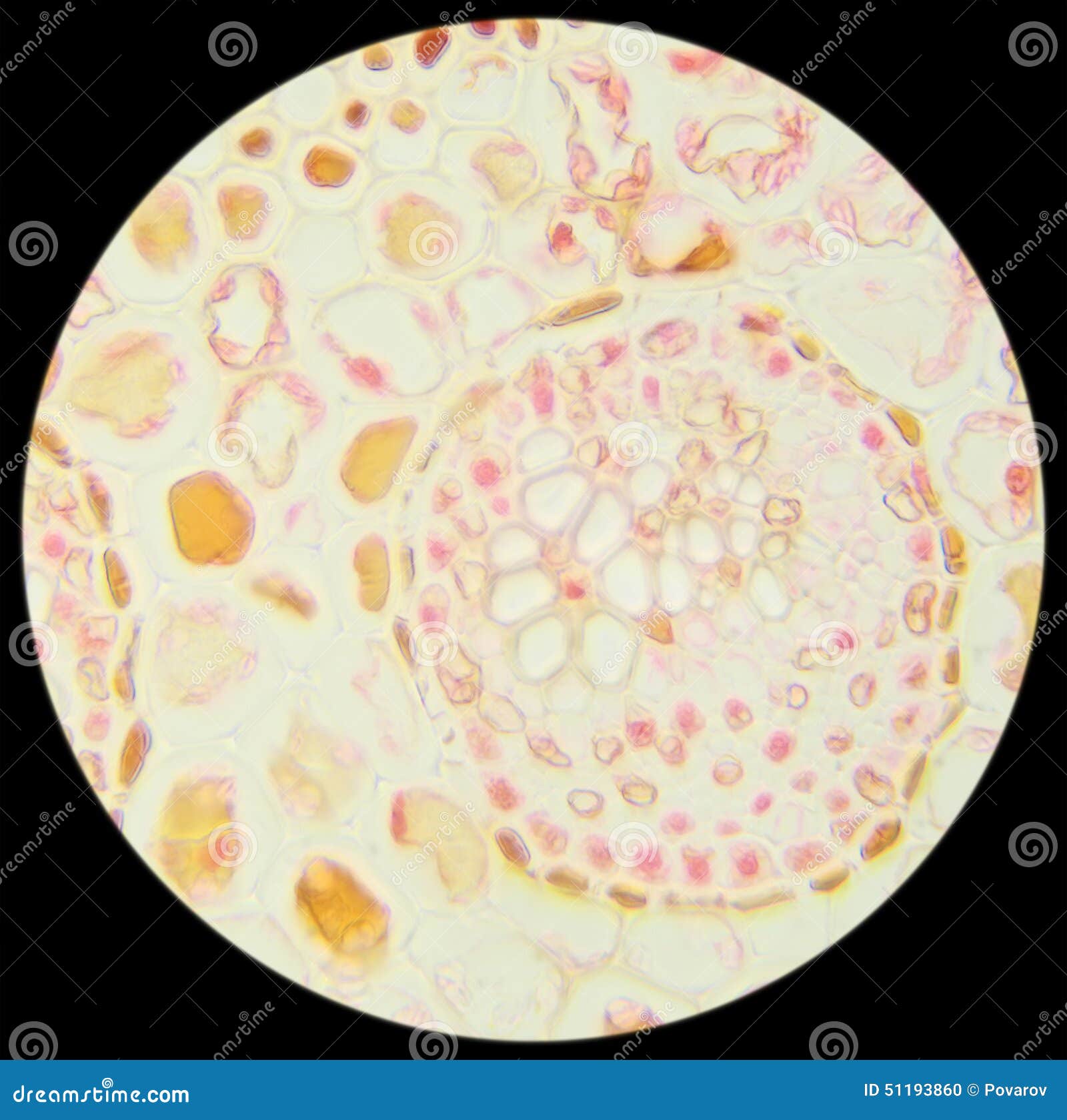 Slice Fern Leaf Under A Microscope, (Fern Leaf Sec.), Royalty-Free ...