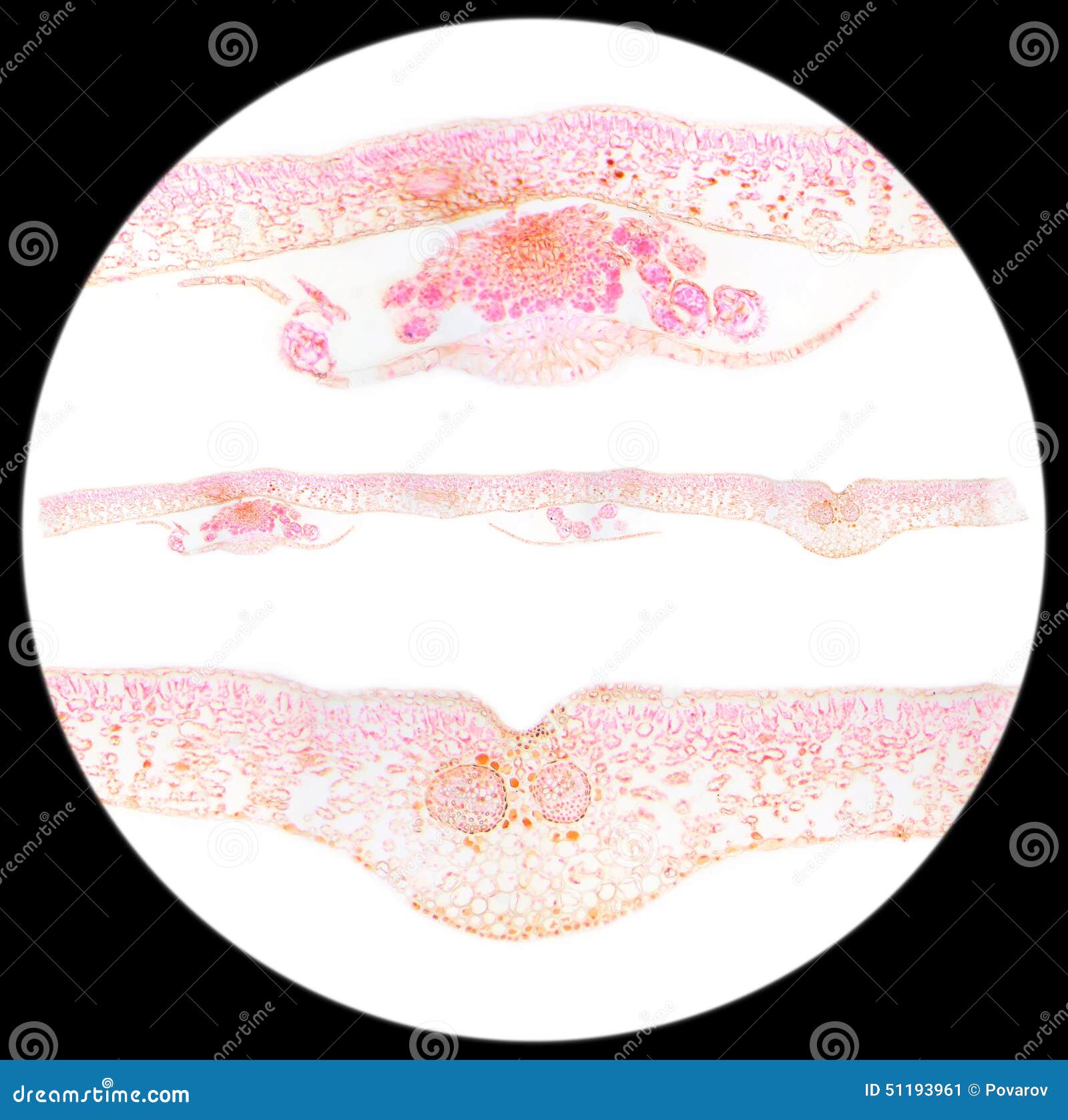 Slice Fern Leaf Under A Microscope, (Fern Leaf Sec.) Royalty-Free Stock ...