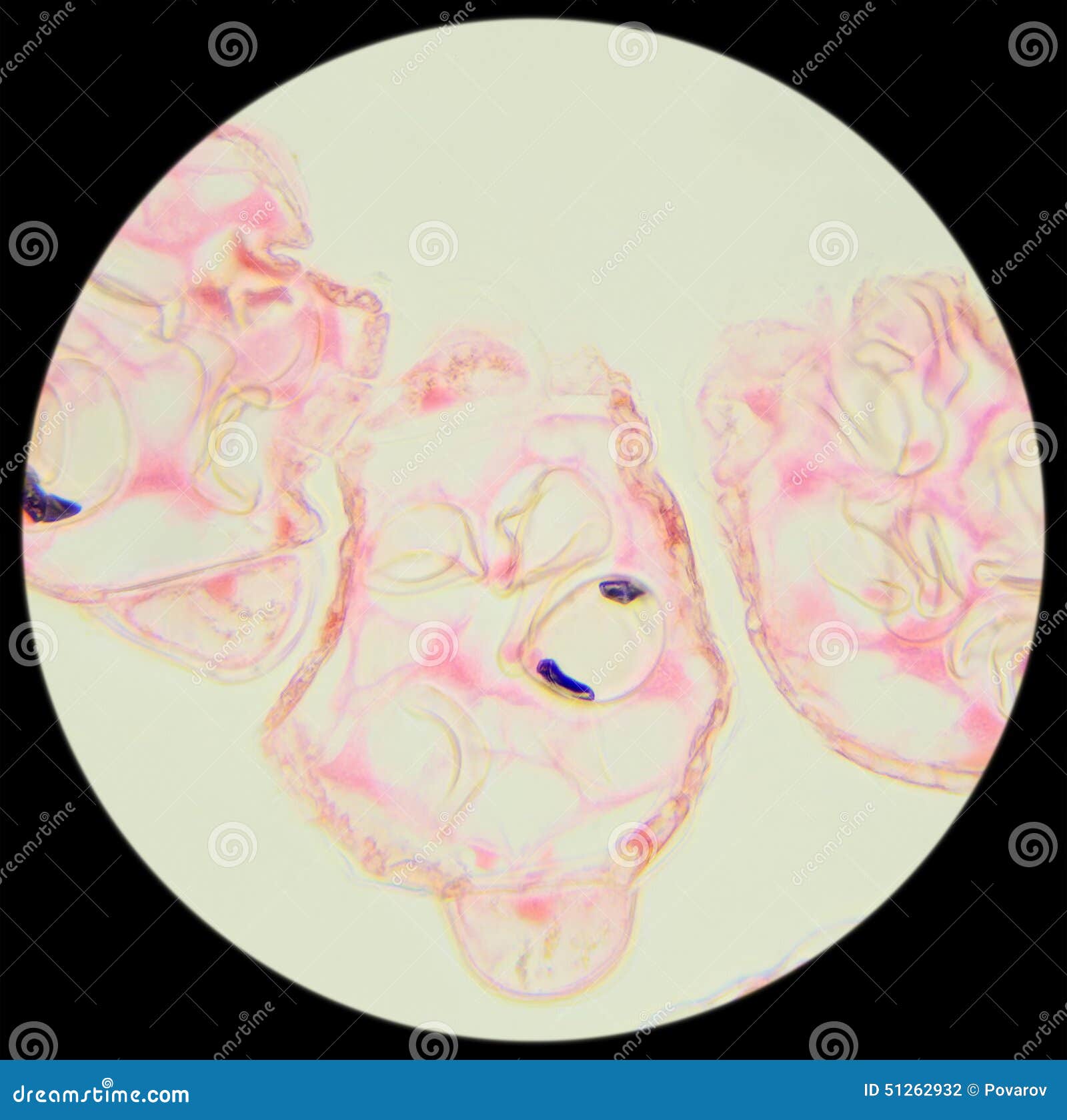 Slice Fern Leaf Under A Microscope, (Fern Leaf Sec.), Royalty-Free ...